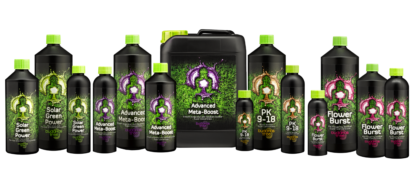 Buddhas Tree Archives - Plantasia