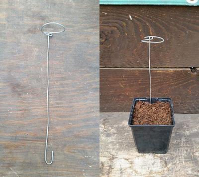 Growing Giant Onions in AutoPot Watering System - Plantasia